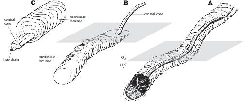 Echinoid Burrow Bichordites monastiriensis from the Oligocene of NE Italy