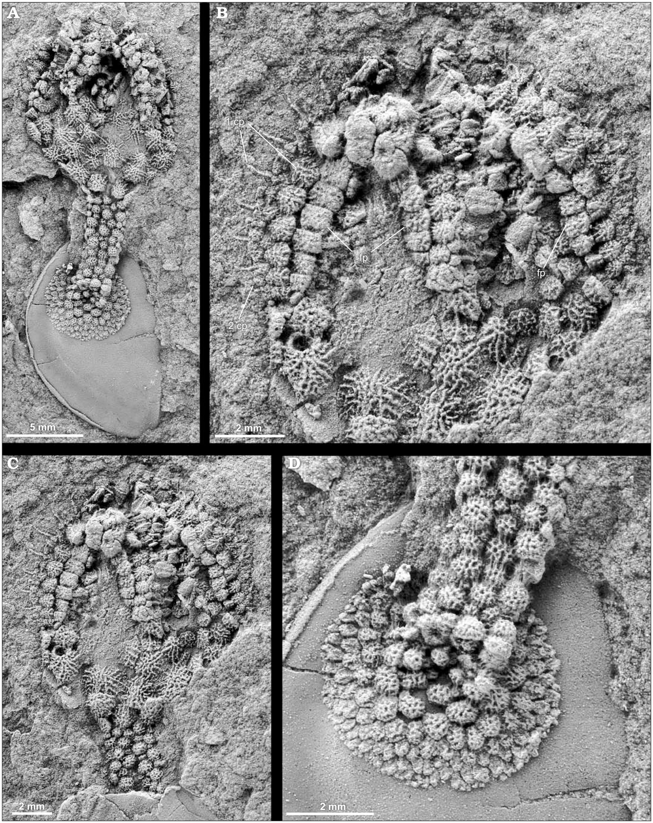 Morphology and Palaeoecology of a New Edrioblastoid from the Furongian ...