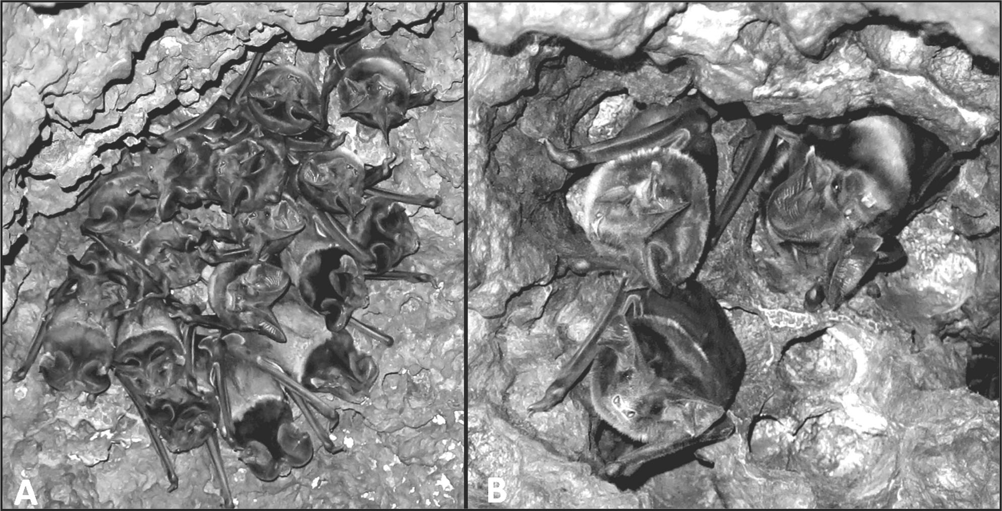 Acoustic Identification of Otomops wroughtoni and other Free-Tailed Bat ...