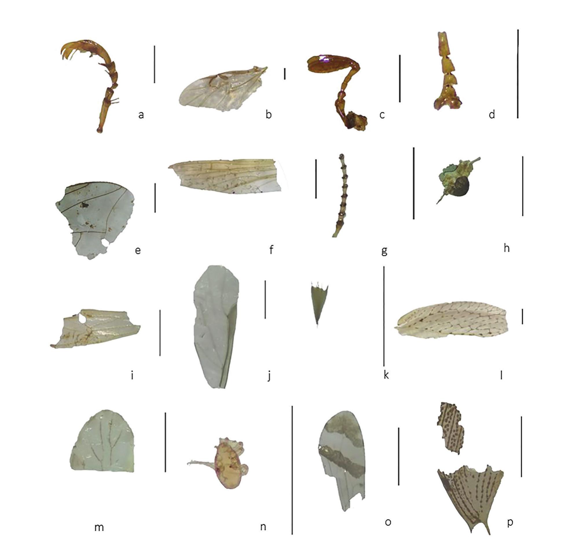 Diet of Insectivorous Bats (Mammalia: Chiroptera) from Nepal