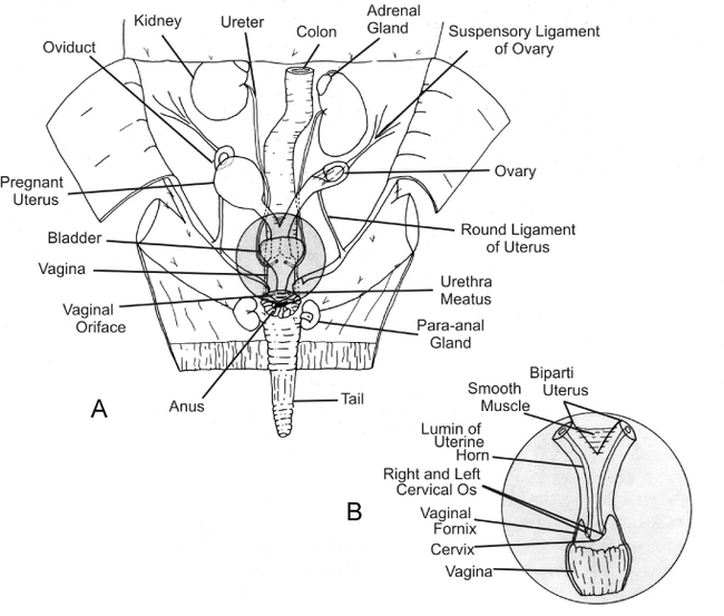 Reproductive anatomy and cyclicity of the bat Eonycteris spelaea Dobson ...