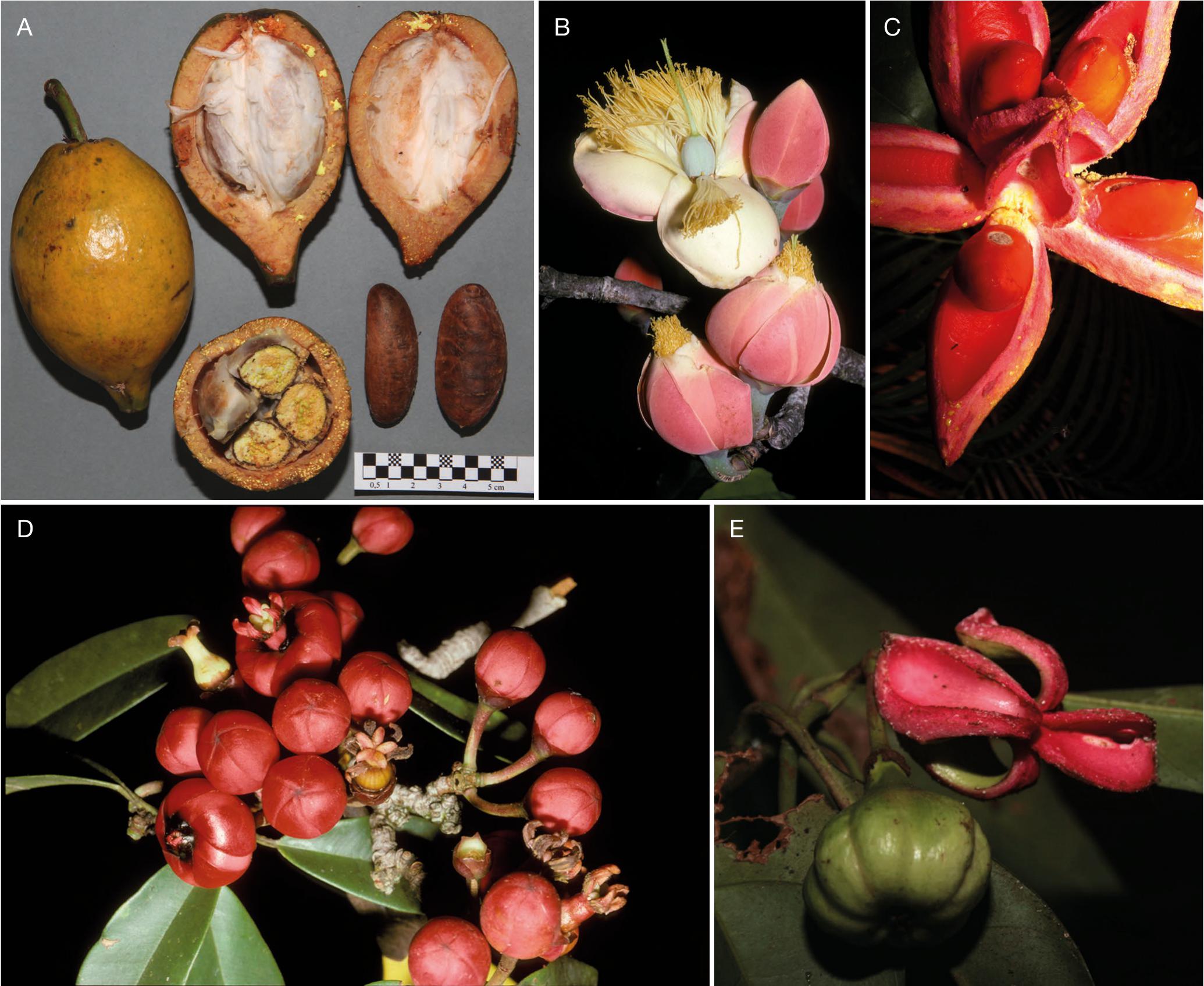 An annotated checklist of the tree species of French Guiana, including ...