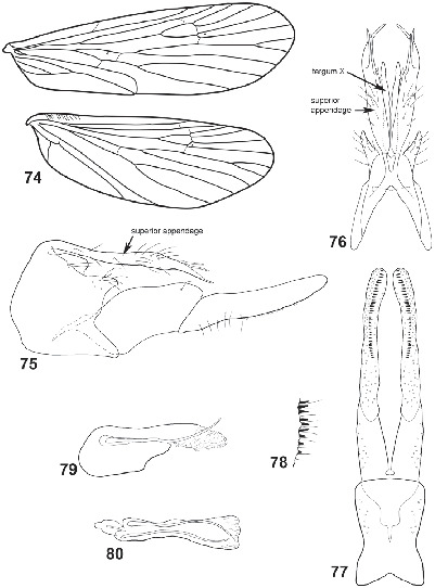Description of Sixteen New Species of Trichoptera with a Key to Adults ...