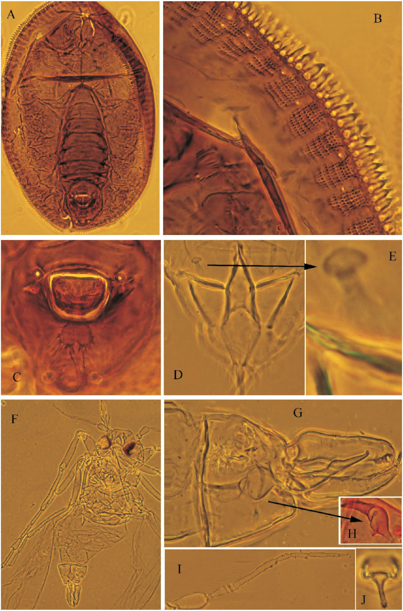 Two New Invasive Whiteflies (Hemiptera: Aleyrodidae) to Tanzania