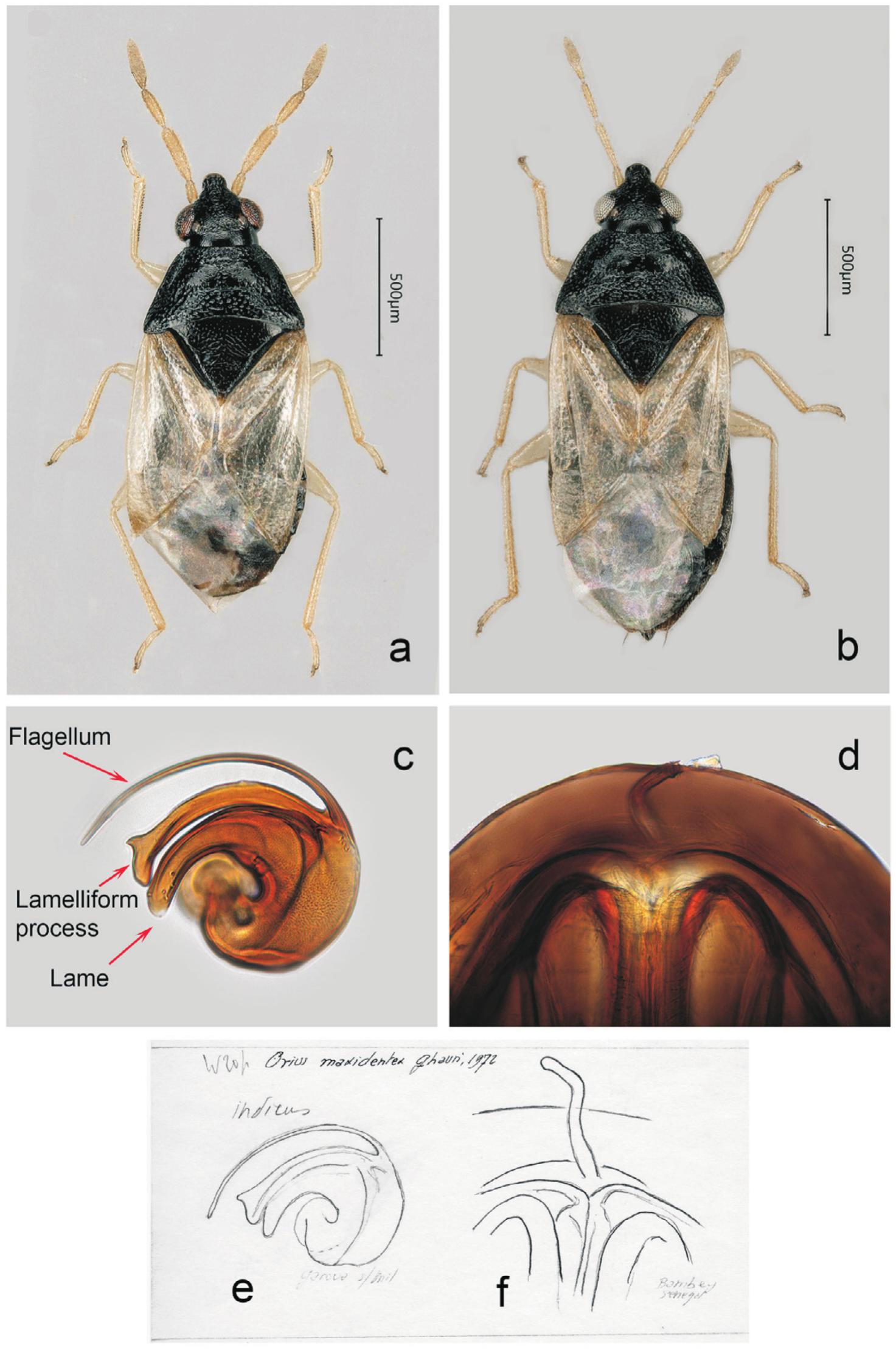 First Record, Elements for Recognition and Barcoding of the Predatory ...