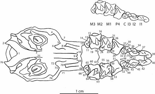 New Status for Two African Giant Forest Shrews, Crocidura goliath ...