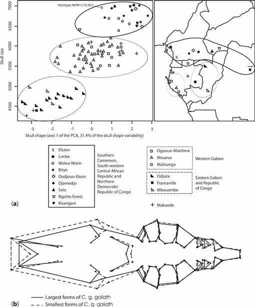 New Status for Two African Giant Forest Shrews, Crocidura goliath ...