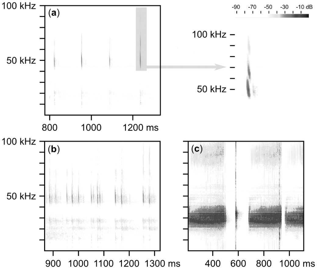New Discoveries on the Ecology and Echolocation of the Heart-Nosed Bat ...