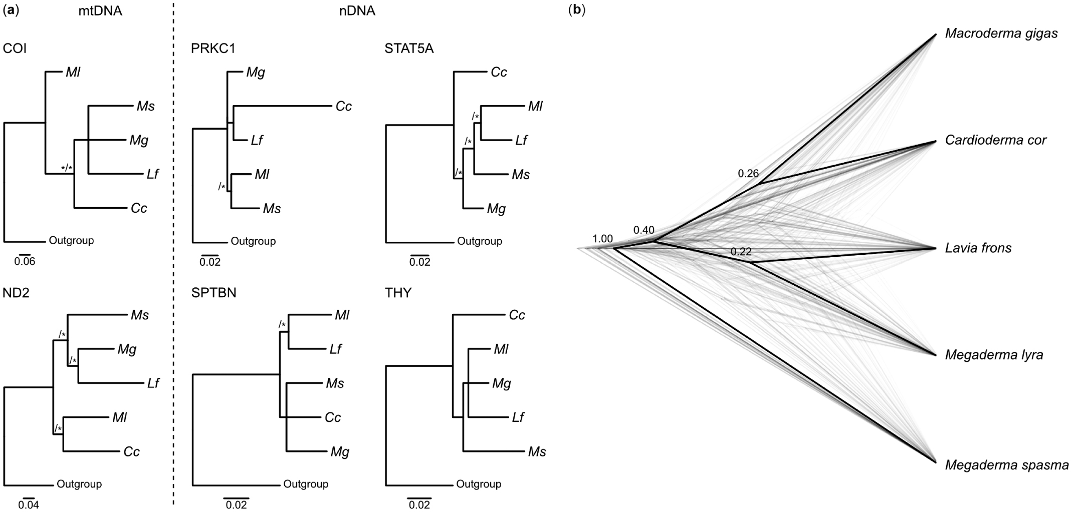 New Discoveries on the Ecology and Echolocation of the Heart-Nosed Bat ...