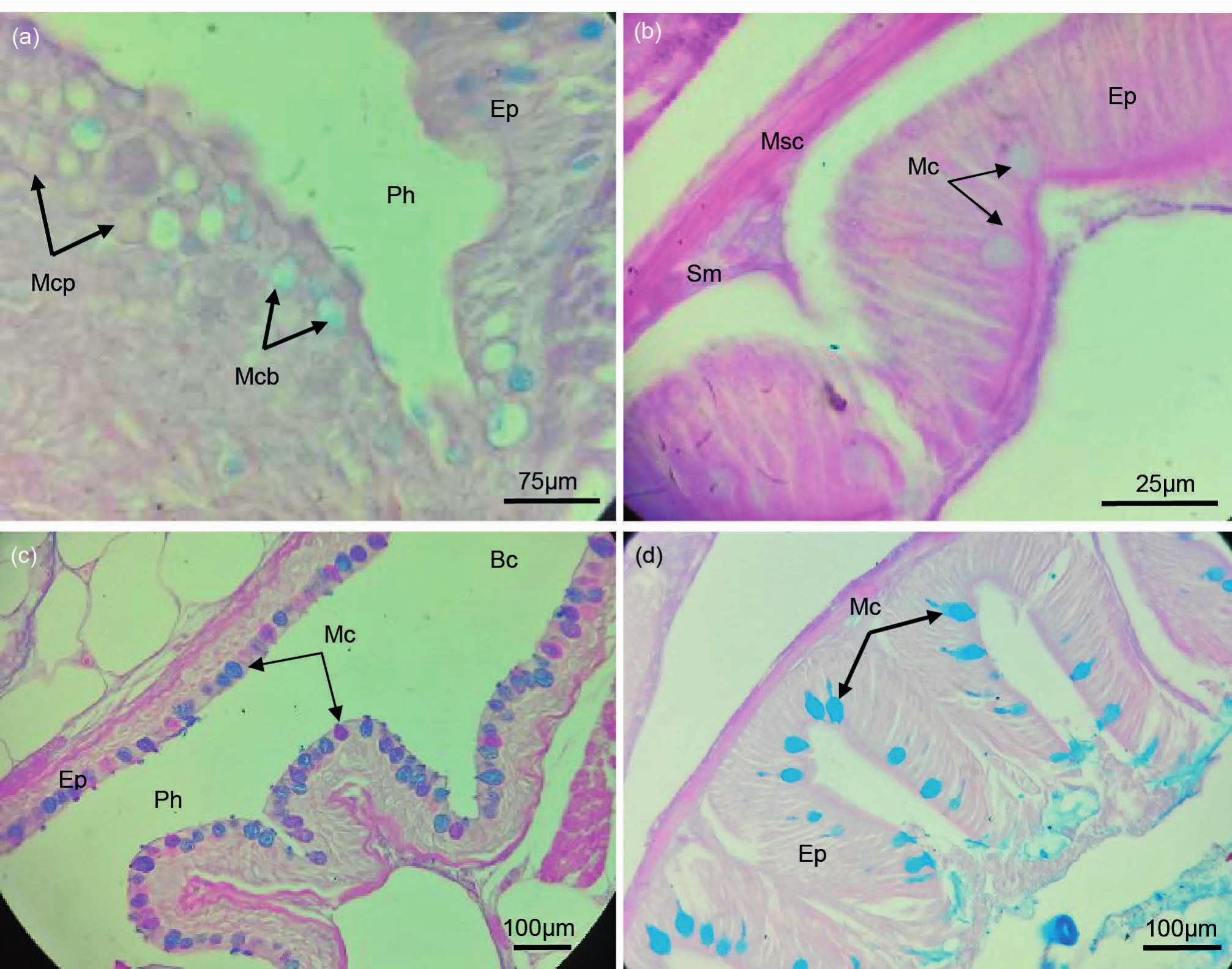 Morphology and Functional Ontogeny of the Digestive Tract of Barbus ...