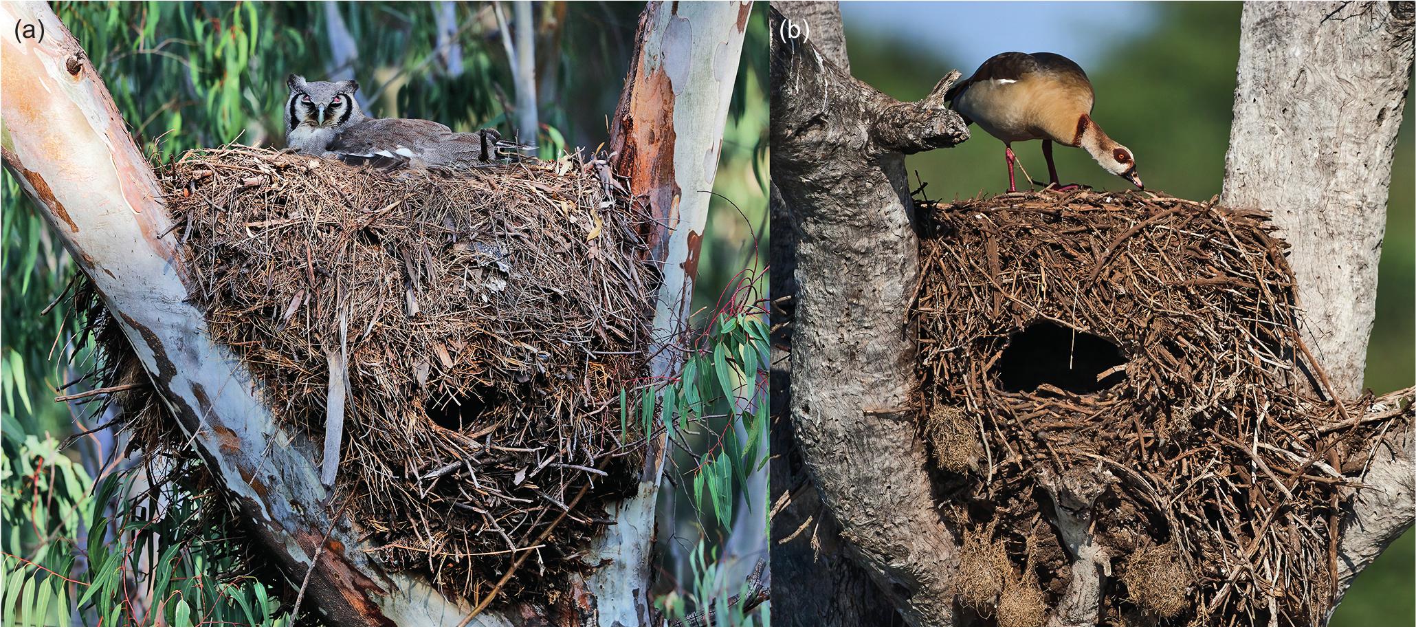 Second-Hand Housing: A Review of Avian Species Using Hamerkop Nests for ...