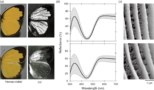 The nanoanatomical basis of sexual dimorphism in iridescent butterfly ...