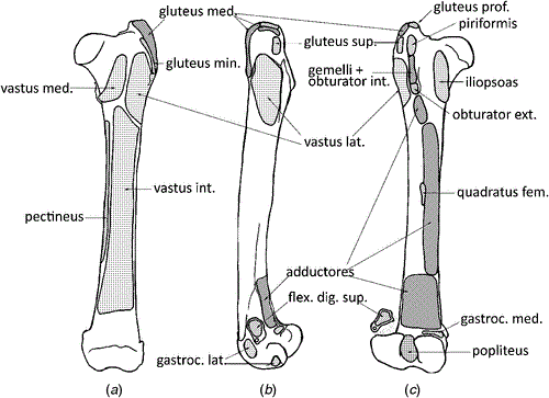 Anatomical adaptations of the hind limb musculature of tree-kangaroos ...