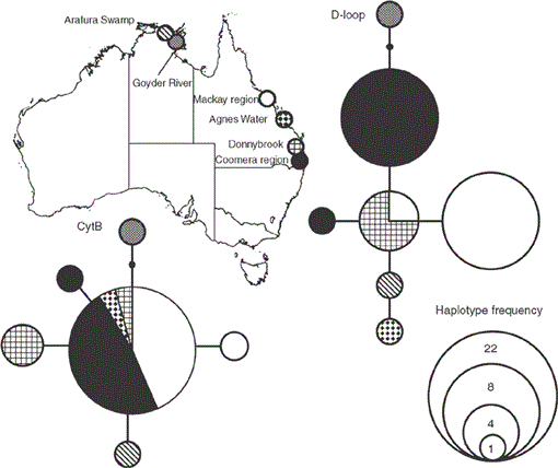 Conservation genetics of the water mouse, Xeromys myoides Thomas, 1889
