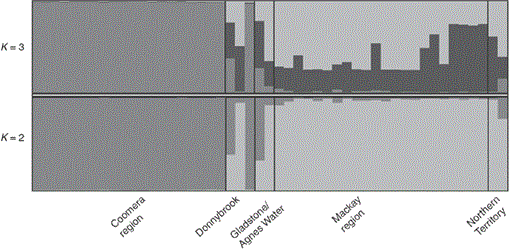 Conservation genetics of the water mouse, Xeromys myoides Thomas, 1889
