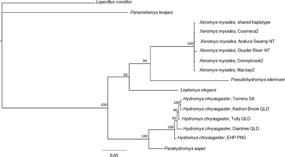 Conservation genetics of the water mouse, Xeromys myoides Thomas, 1889