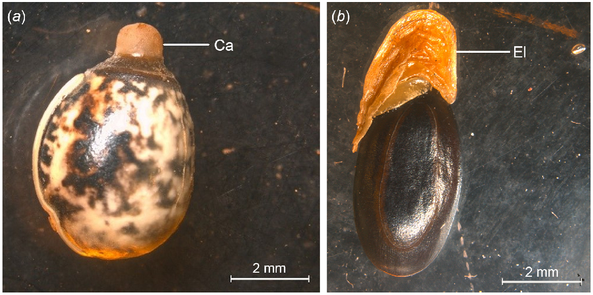 Ant mediated dispersal of spiny stick insect (Extatosoma tiaratum) eggs ...
