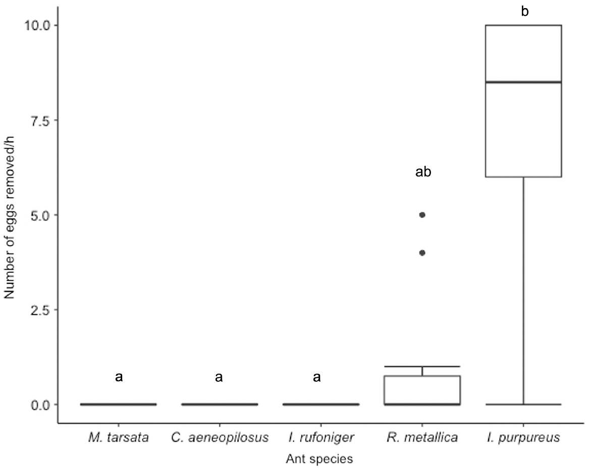 Ant mediated dispersal of spiny stick insect (Extatosoma tiaratum) eggs ...