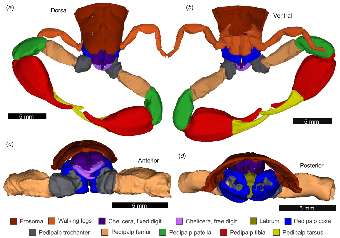 Pedipalp anatomy of the Australian black rock scorpion, Urodacus ...