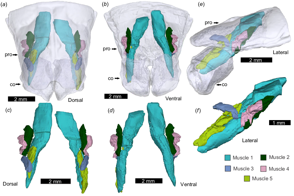 Pedipalp anatomy of the Australian black rock scorpion, Urodacus ...
