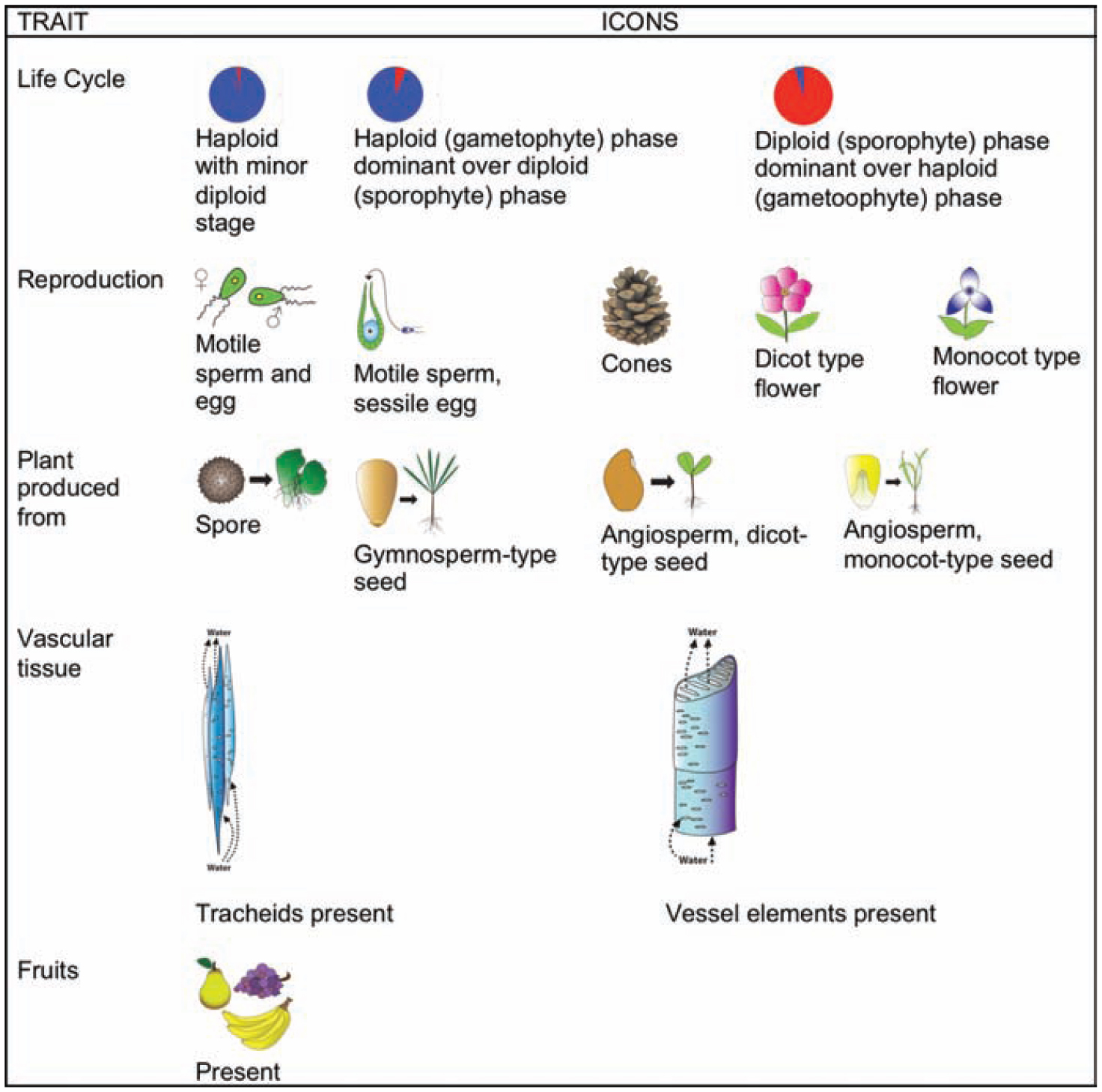 Botanical Phylo-Cards: A Tree-Thinking Game to Teach Plant Evolution