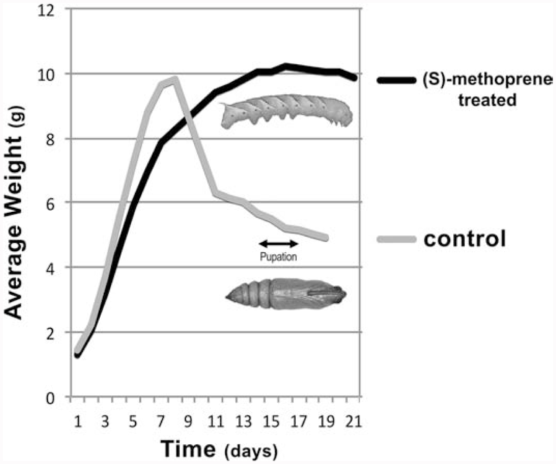 Teaching Principles of Endocrinology Using the Tobacco Hornworm