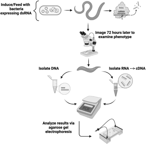 Using RNAi to Examine the Connection between Phenotype and Genotype in ...
