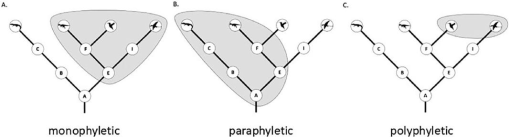 A Simple Flowchart for Distinguishing Mono-, Para-, and Polyphyletic ...