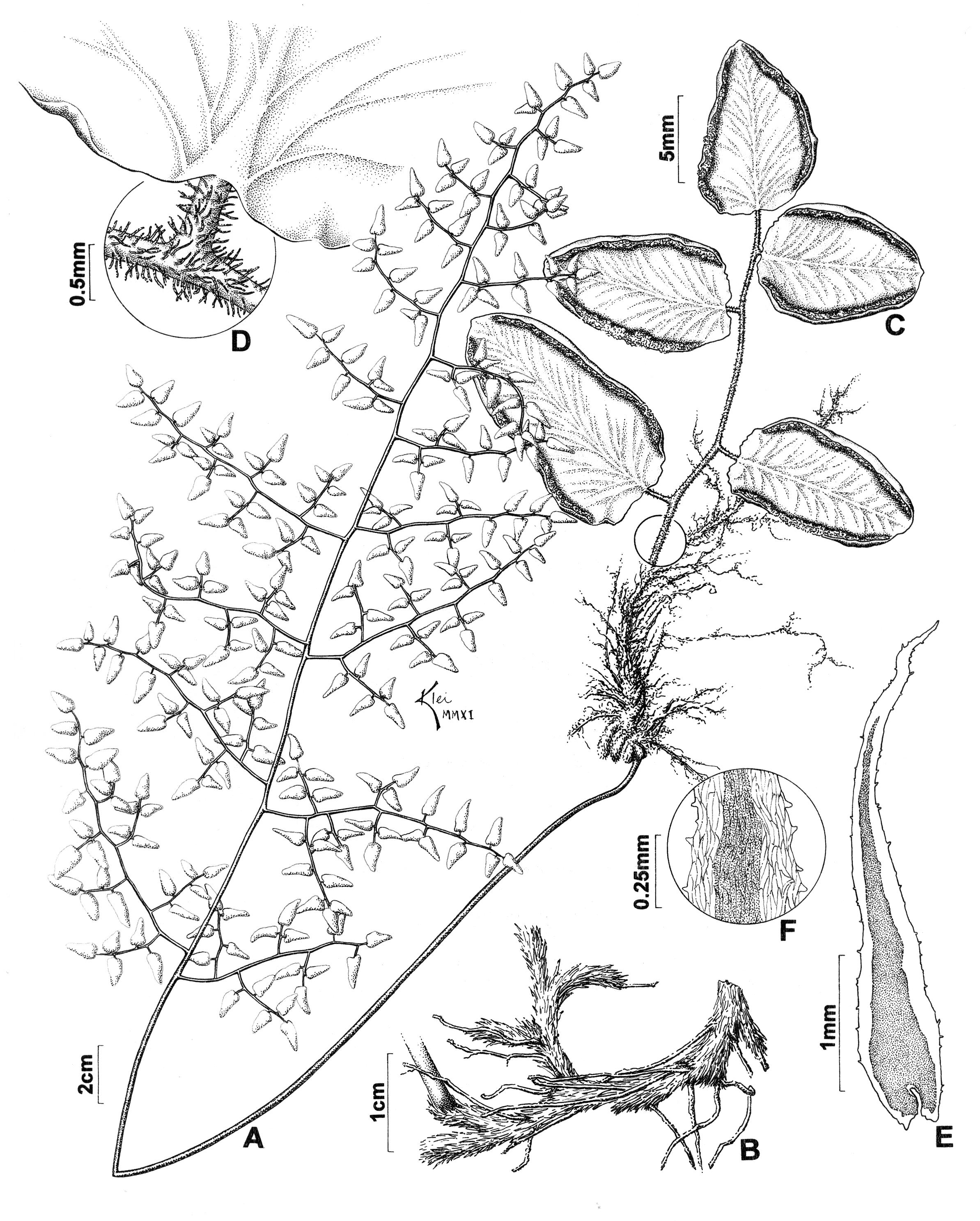 First Record of Pellaea ovata (Pteridaceae) from Brazil