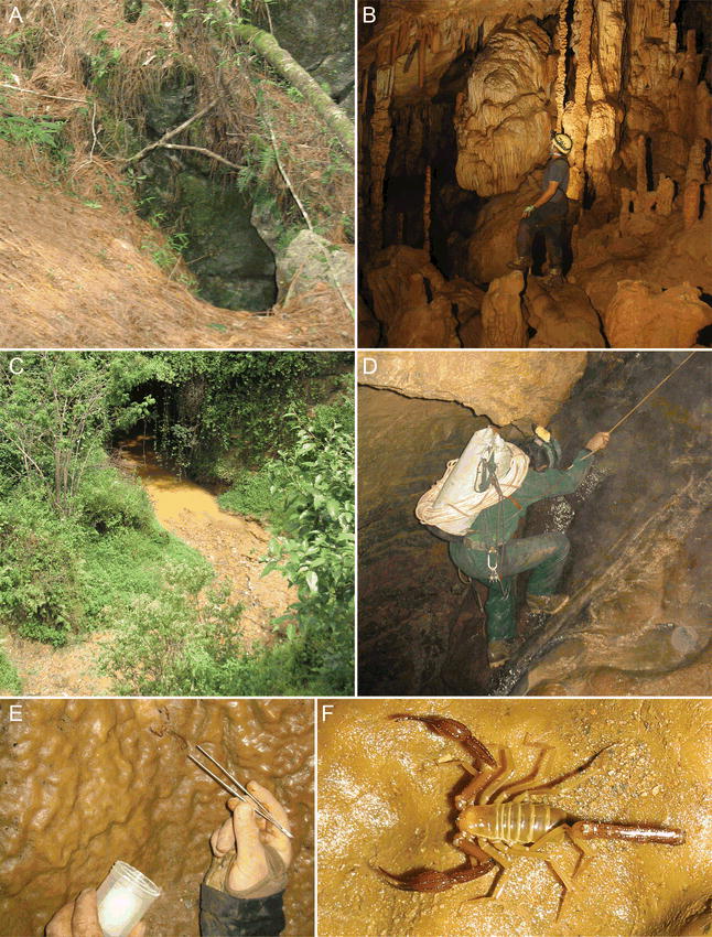 Systematic Revision of the Troglomorphic North American Scorpion Family ...
