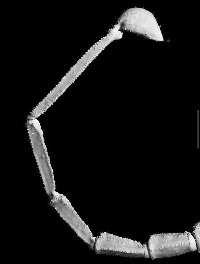 Systematic Revision of the Troglomorphic North American Scorpion Family ...