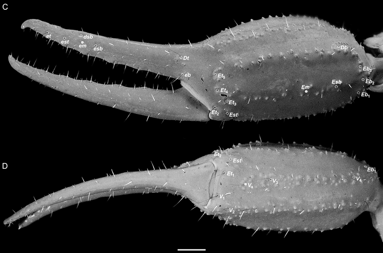 Systematic Revision of the Troglomorphic North American Scorpion Family ...