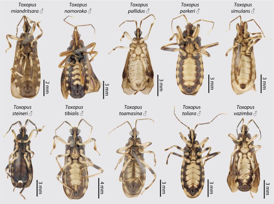 Taxonomic Monograph of the Endemic Millipede Assassin Bug Fauna of ...