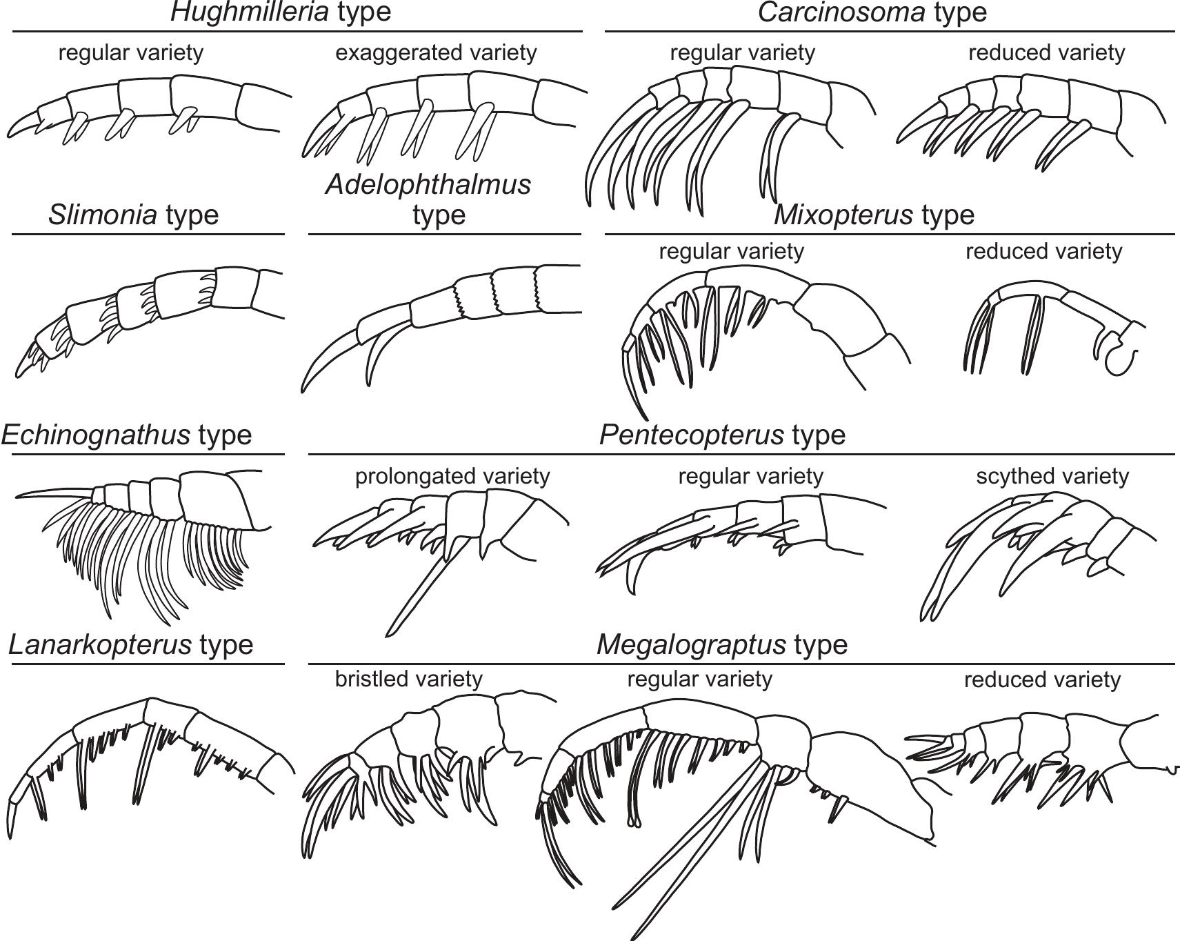 Codex Eurypterida: A Revised Taxonomy Based on Concordant Parsimony and ...