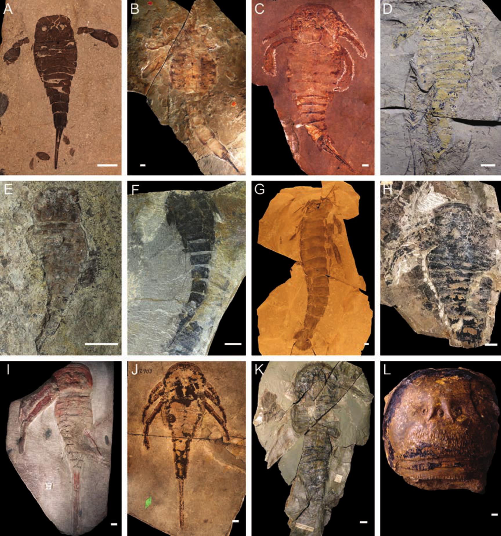 Codex Eurypterida: A Revised Taxonomy Based on Concordant Parsimony and ...