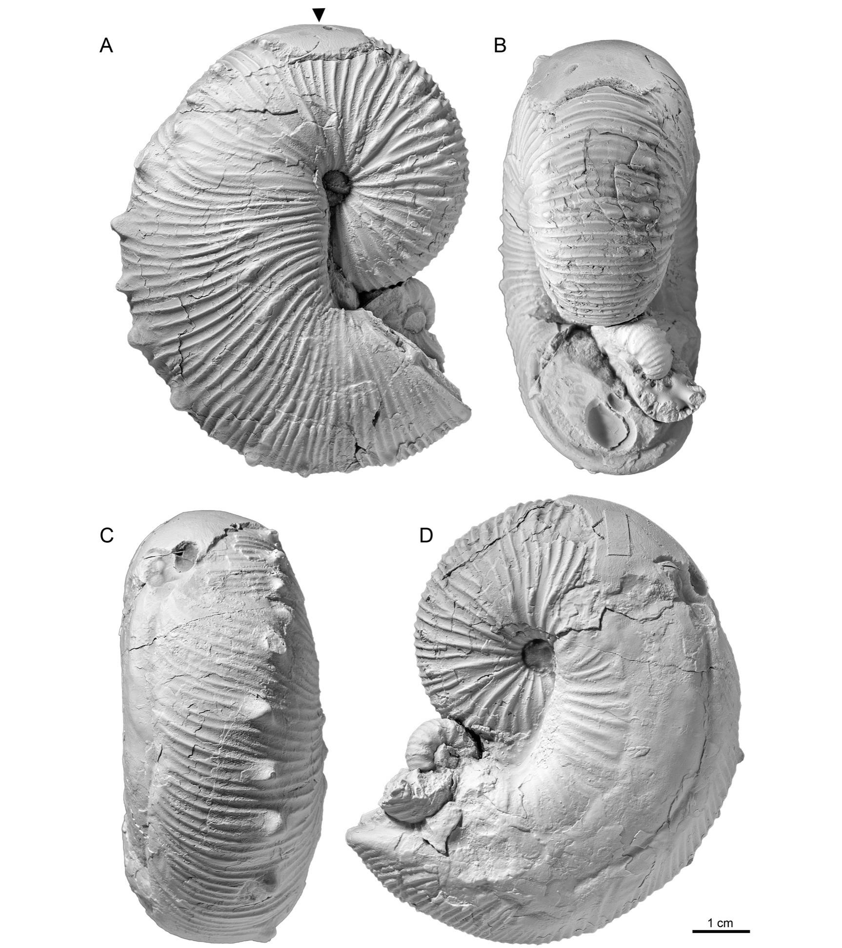 Large Scaphitid Ammonites (Hoploscaphites) from the Upper Cretaceous ...