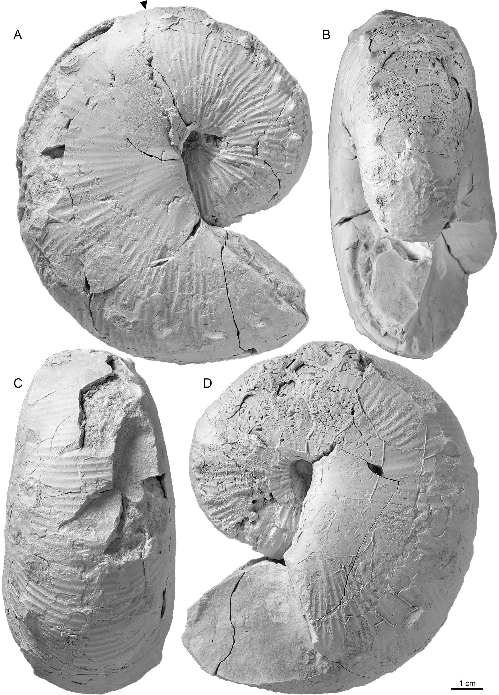 Large Scaphitid Ammonites (Hoploscaphites) from the Upper Cretaceous ...