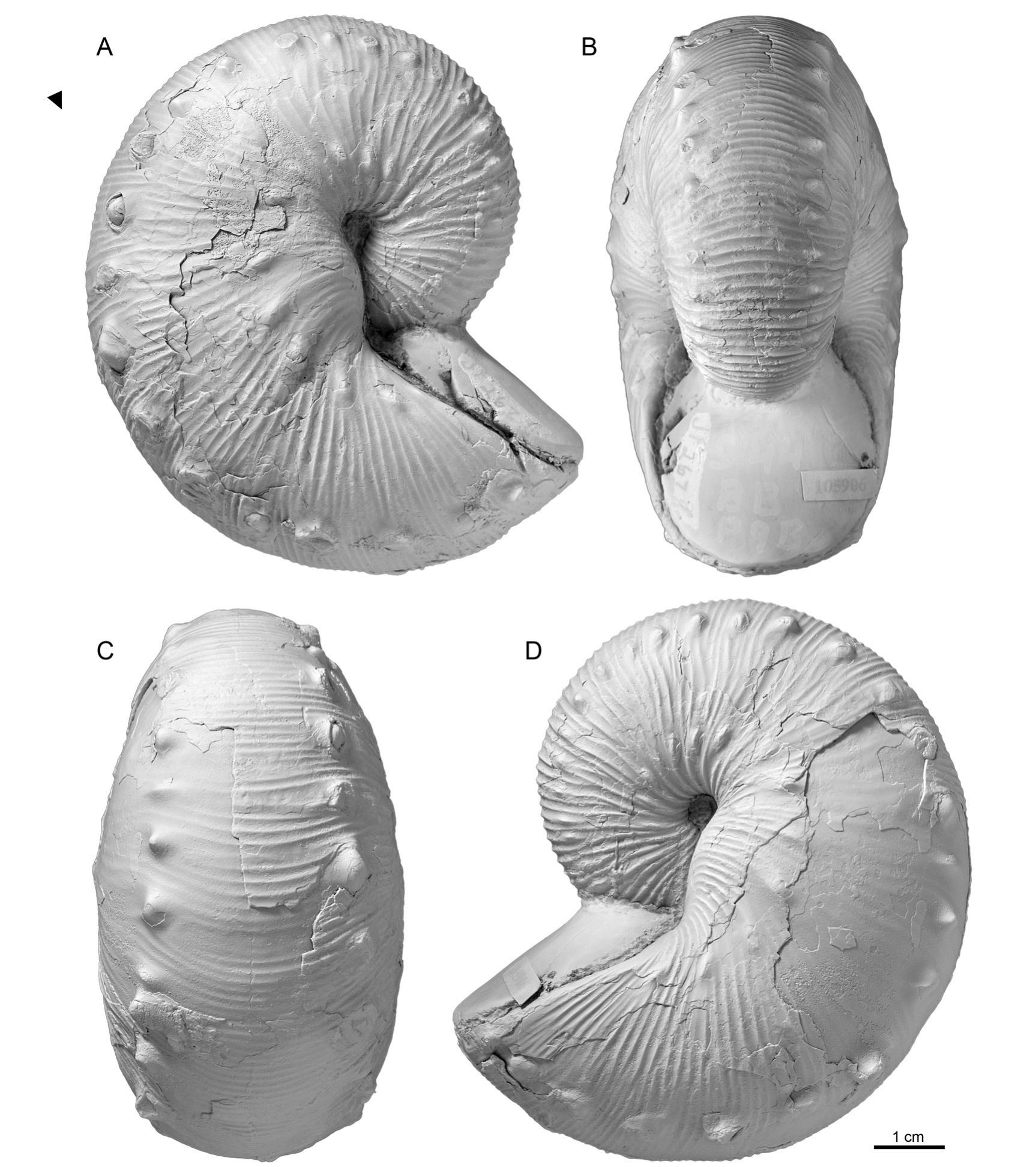 Large Scaphitid Ammonites (Hoploscaphites) from the Upper Cretaceous ...