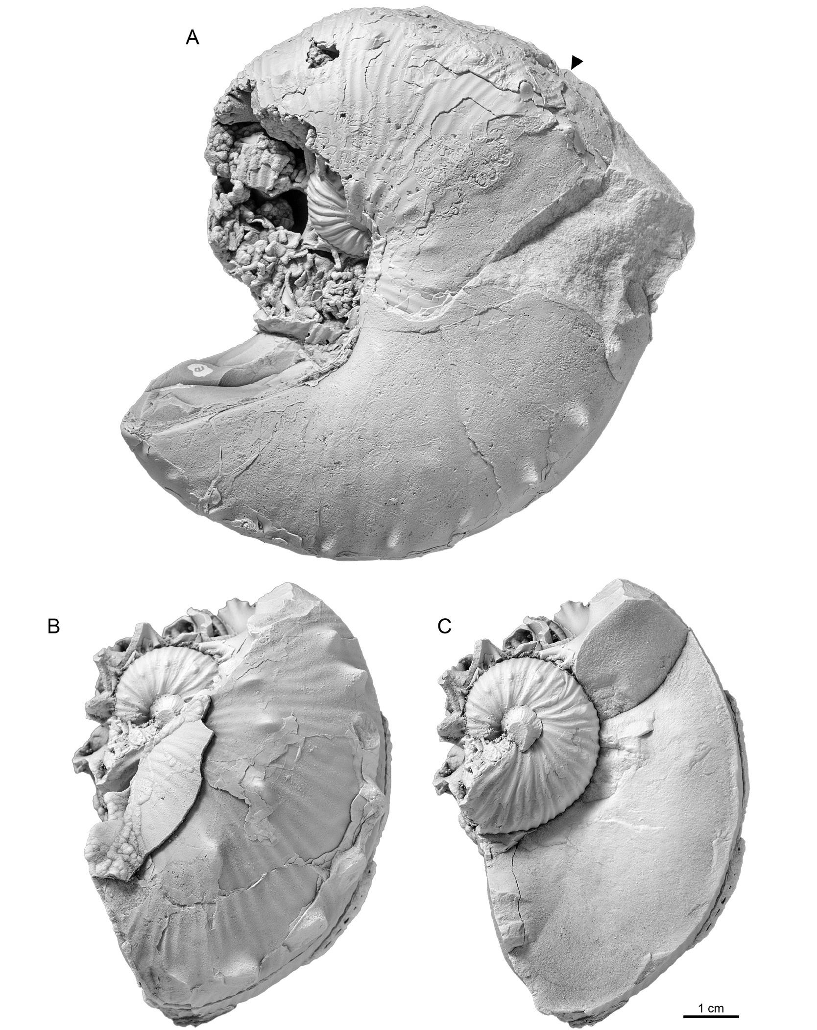 Large Scaphitid Ammonites (Hoploscaphites) from the Upper Cretaceous ...