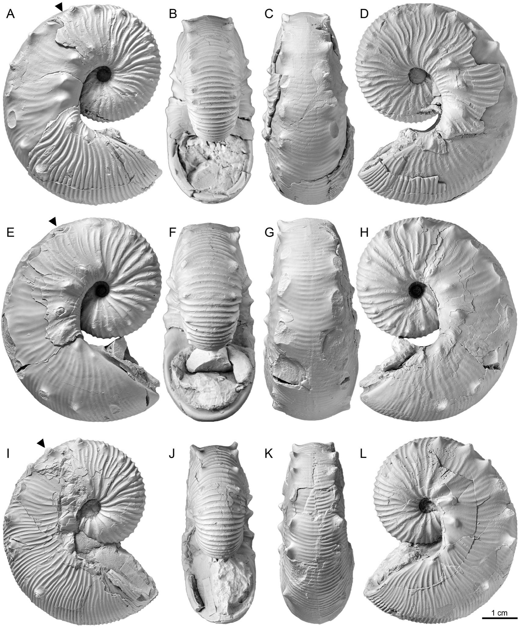 Large Scaphitid Ammonites (Hoploscaphites) from the Upper Cretaceous ...