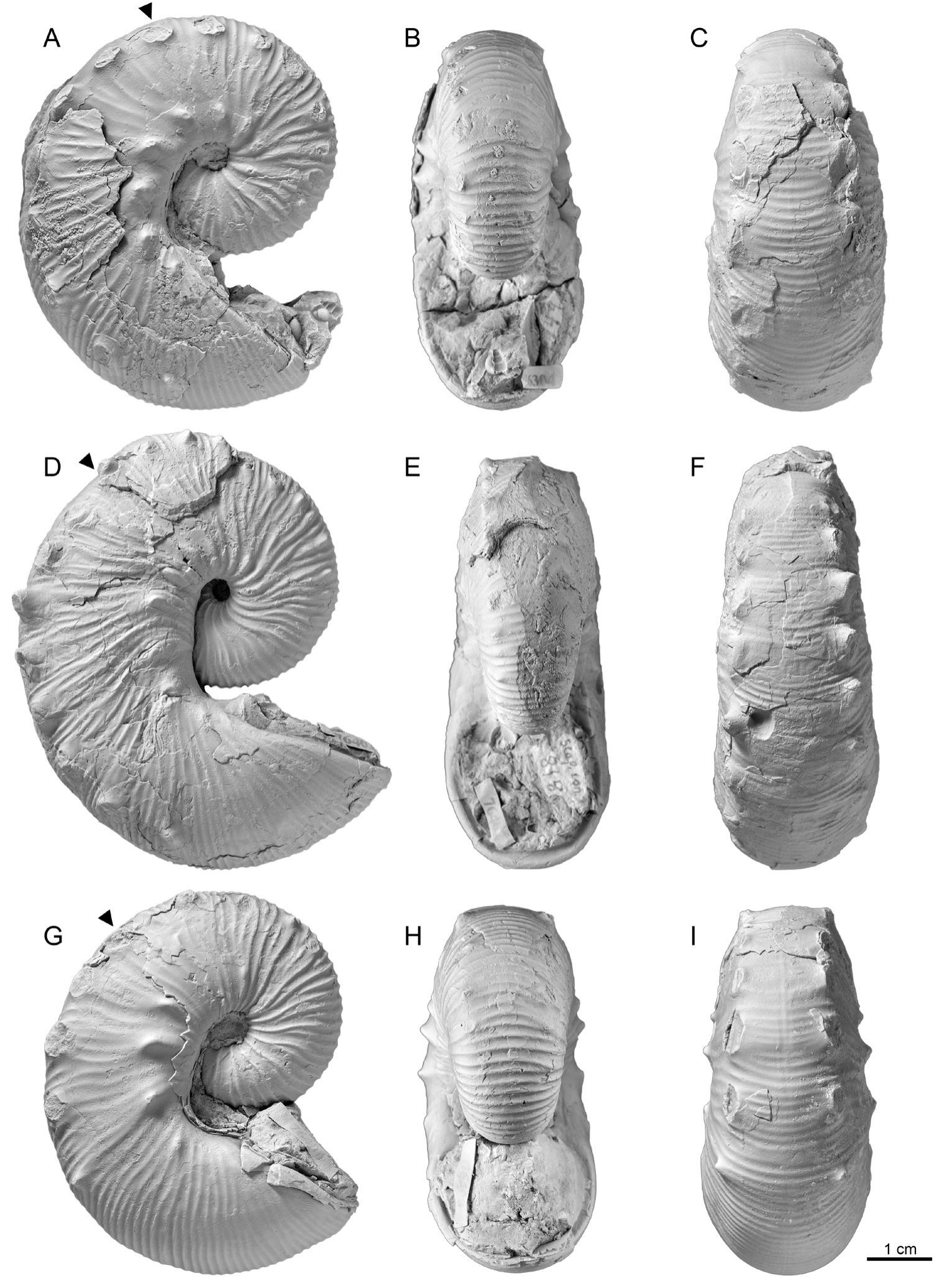 Large Scaphitid Ammonites (Hoploscaphites) from the Upper Cretaceous ...