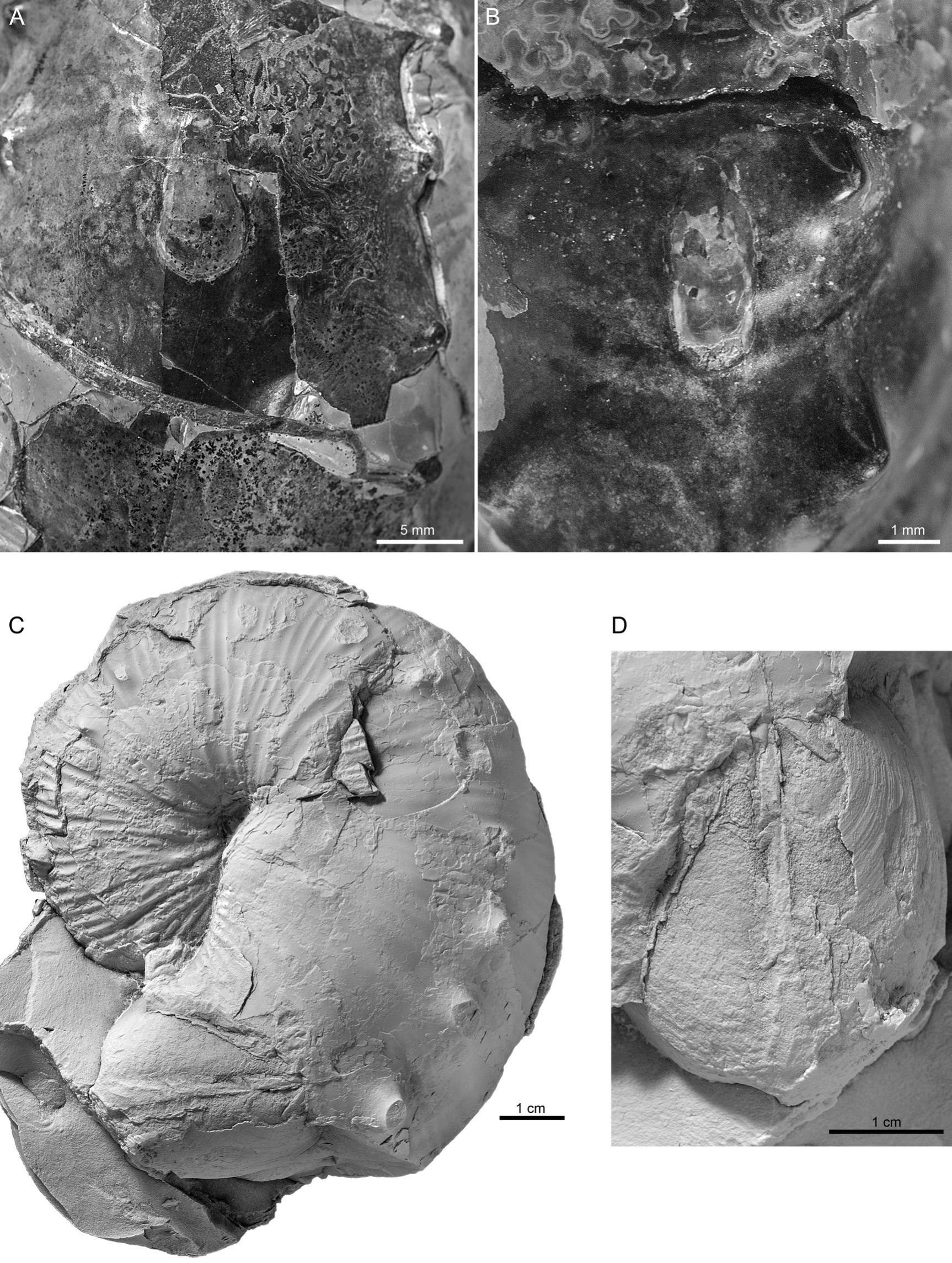 Large Scaphitid Ammonites (Hoploscaphites) from the Upper Cretaceous ...