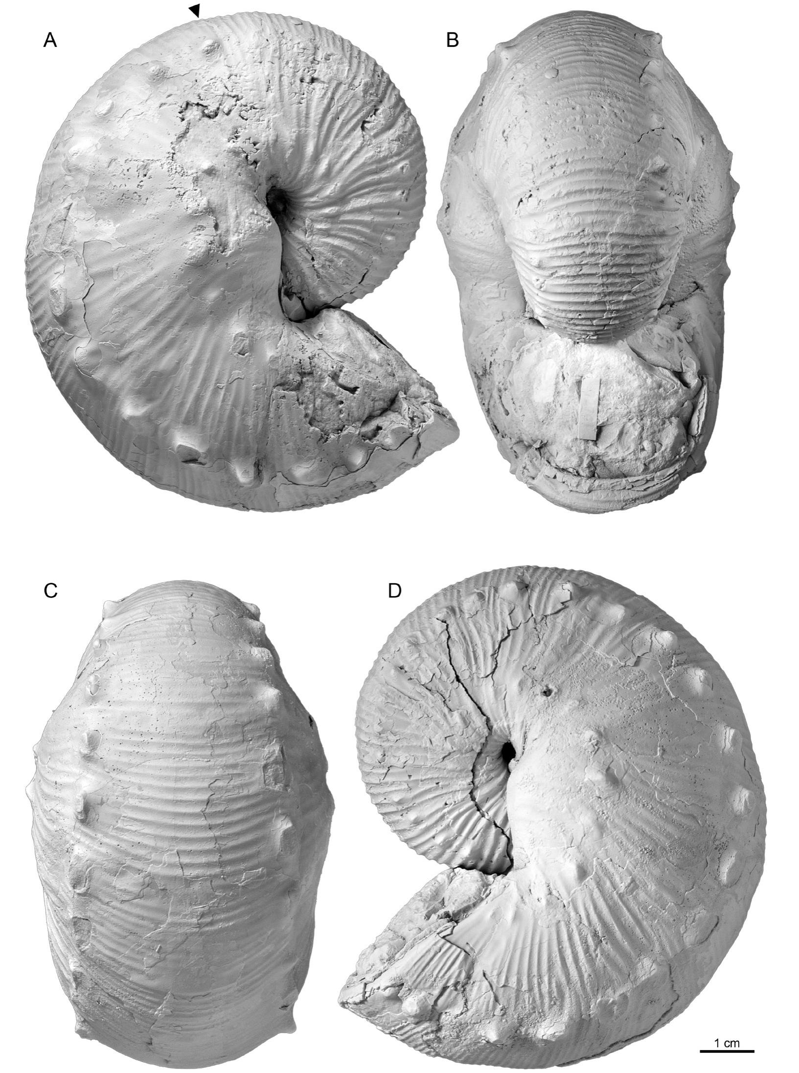 Large Scaphitid Ammonites (Hoploscaphites) from the Upper Cretaceous ...