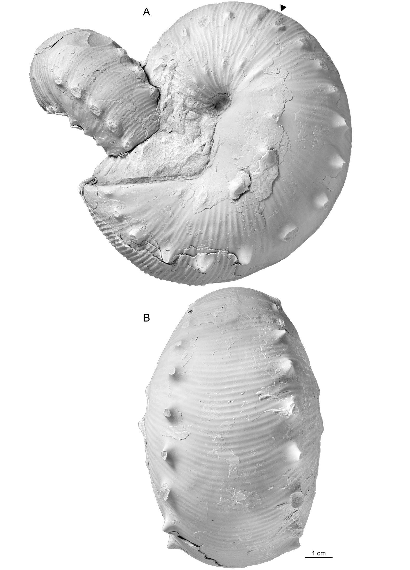 Large Scaphitid Ammonites (Hoploscaphites) from the Upper Cretaceous ...