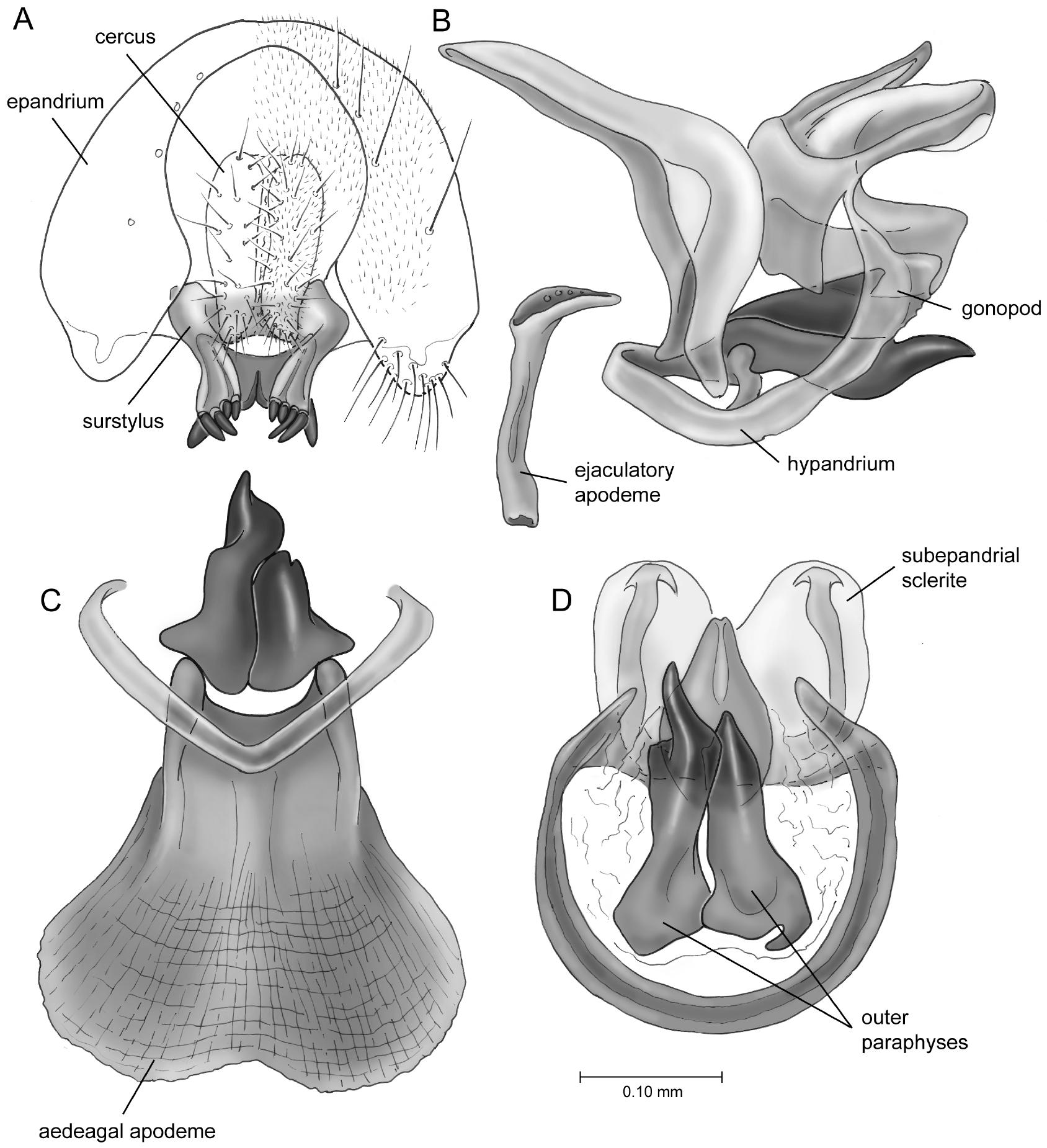 Revision of the Nearctic Species of the Genus Amiota Loew (Diptera ...