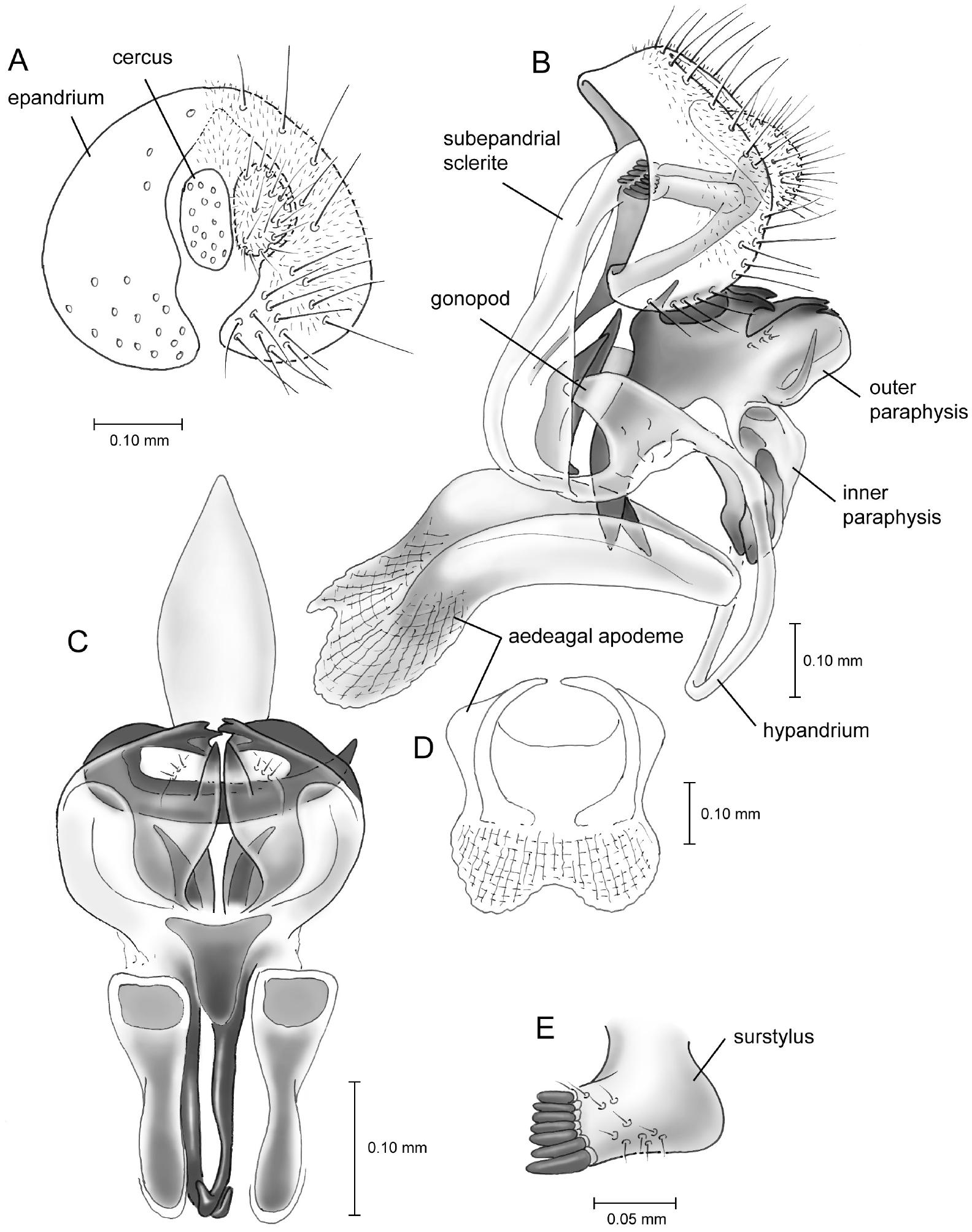 Revision of the Nearctic Species of the Genus Amiota Loew (Diptera ...
