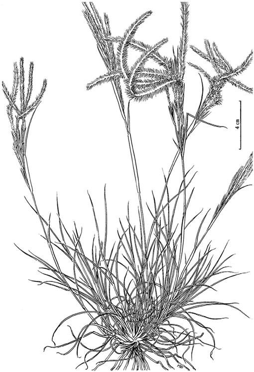 Stipa albasiensis (Poaceae), a New Species from Inner Mongolia, China