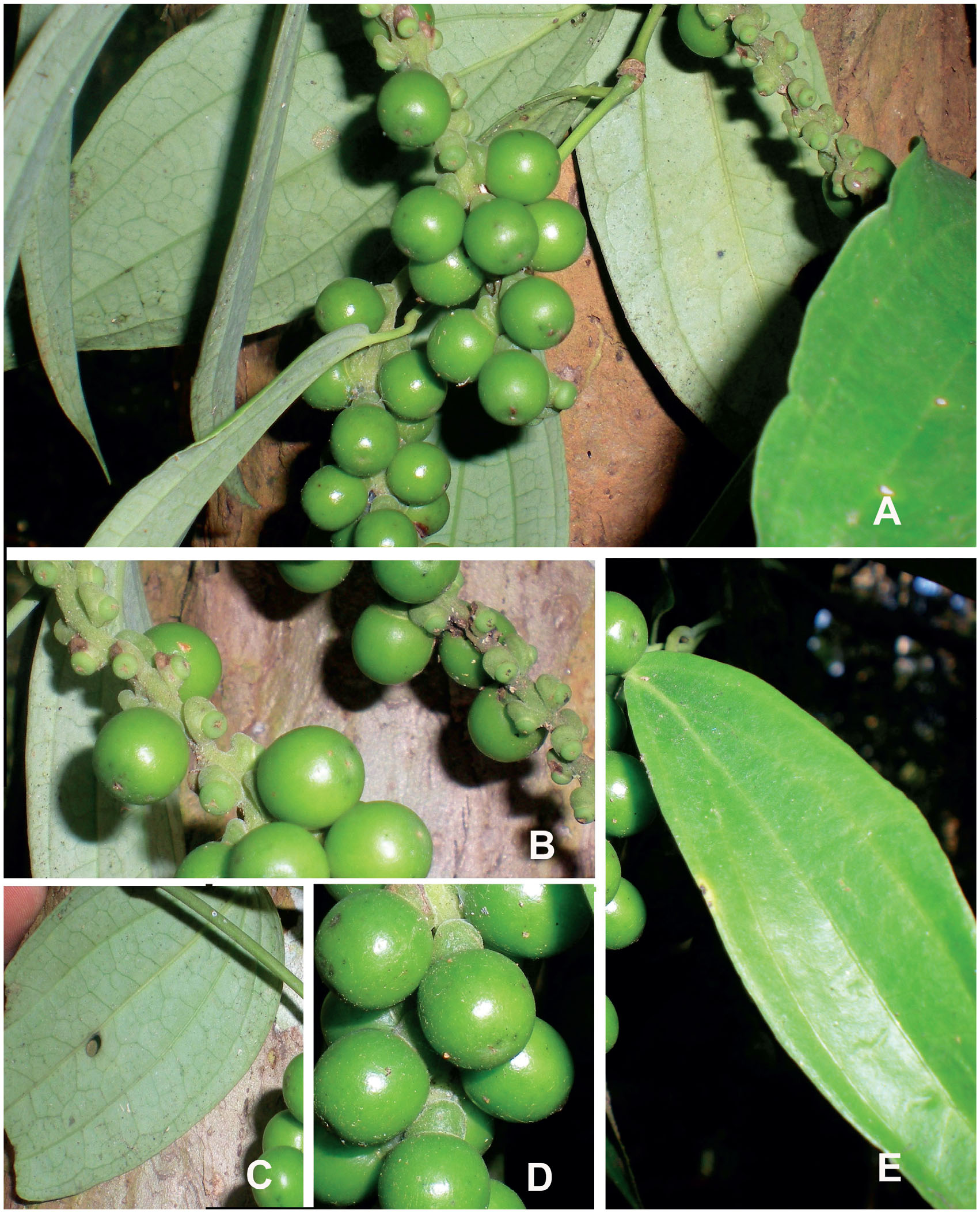 Three New Species of Piper (Piperaceae) from the Southern Western Ghats ...
