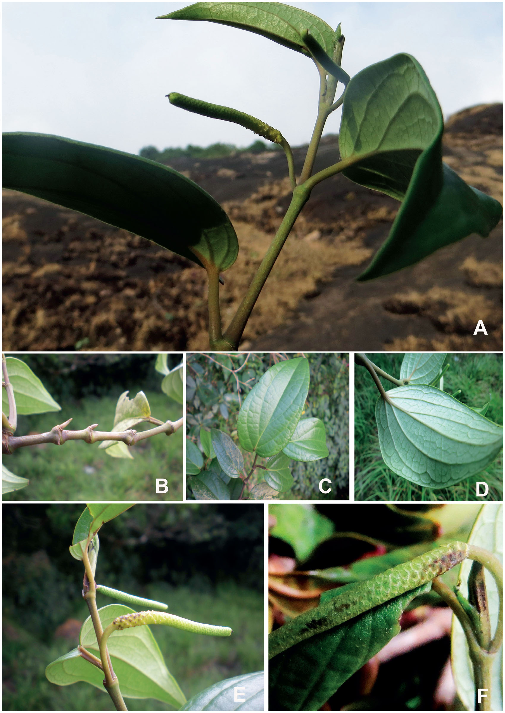 Three New Species of Piper (Piperaceae) from the Southern Western Ghats ...