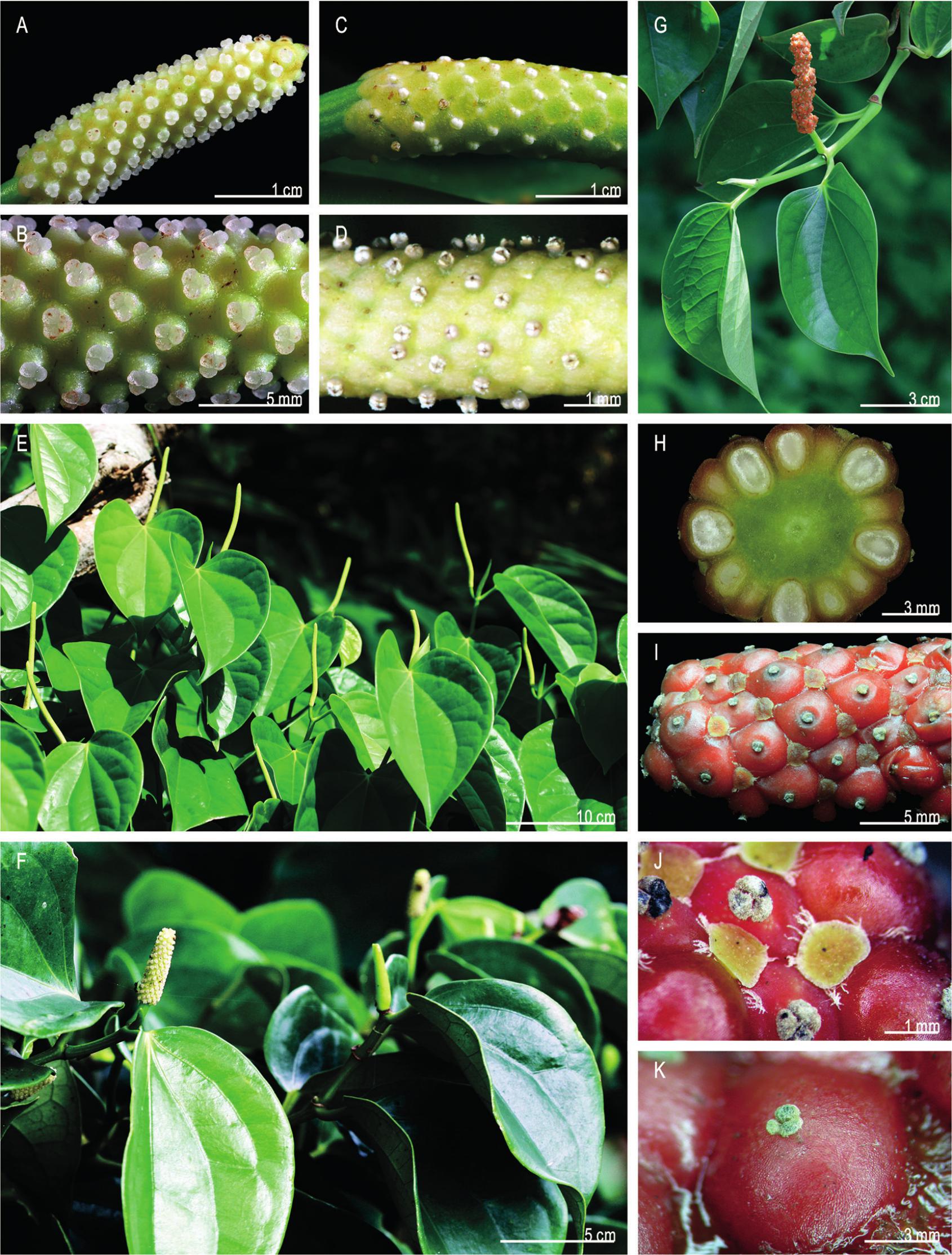 Piper lanyuense (Piperaceae), a New Species from Taiwan